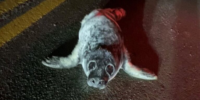 P.E.I RCMP wrangle two seals and four pigs over the weekend – The Laker ...
